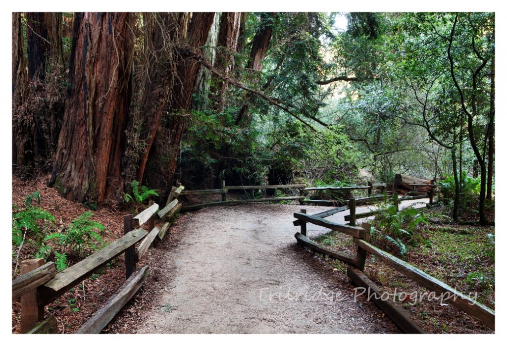 Anticipation by Terry Gentry – CV Art and Frame